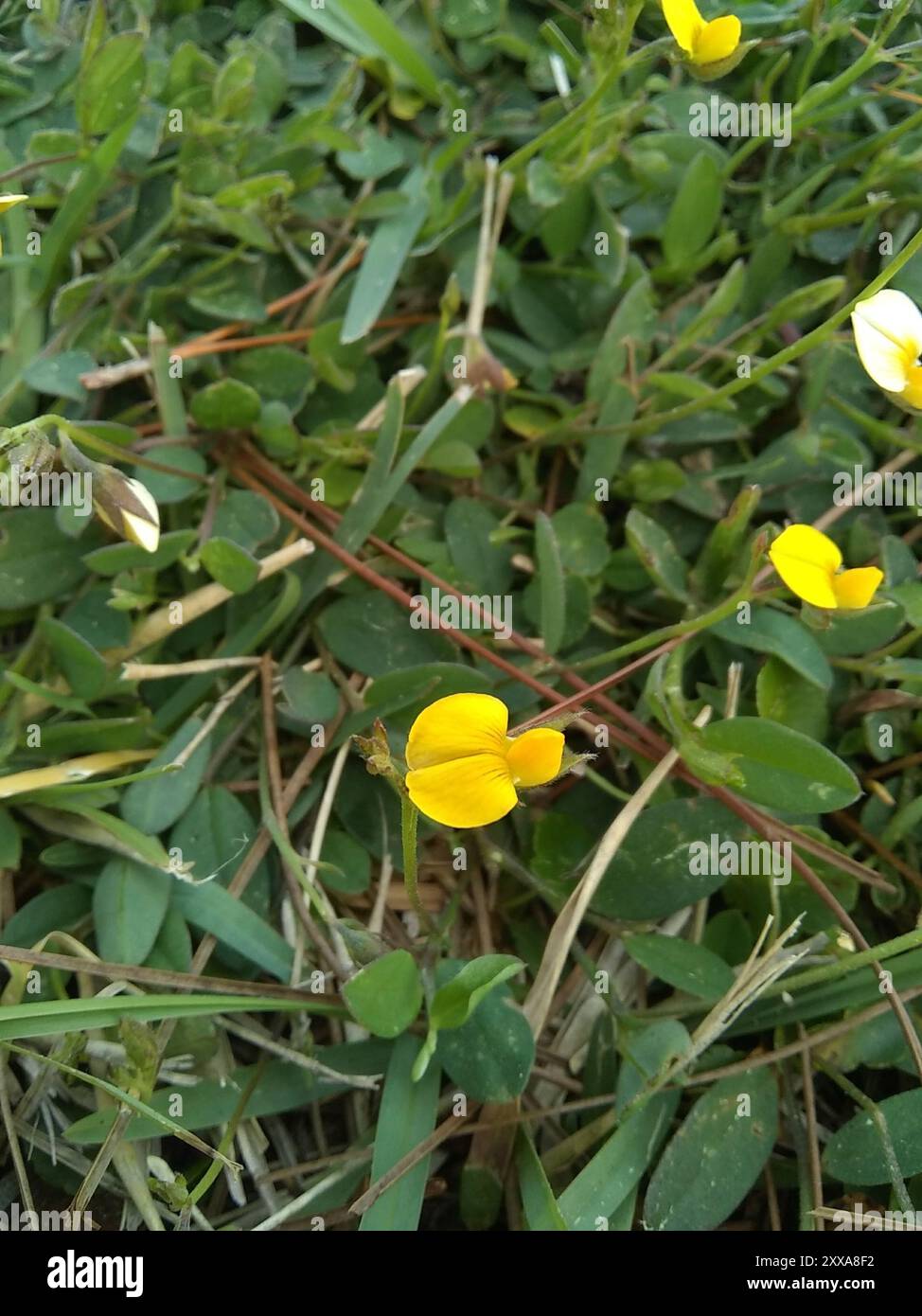 Rabbitbells (Crotalaria rotundifolia) Plantae Stock Photo - Alamy