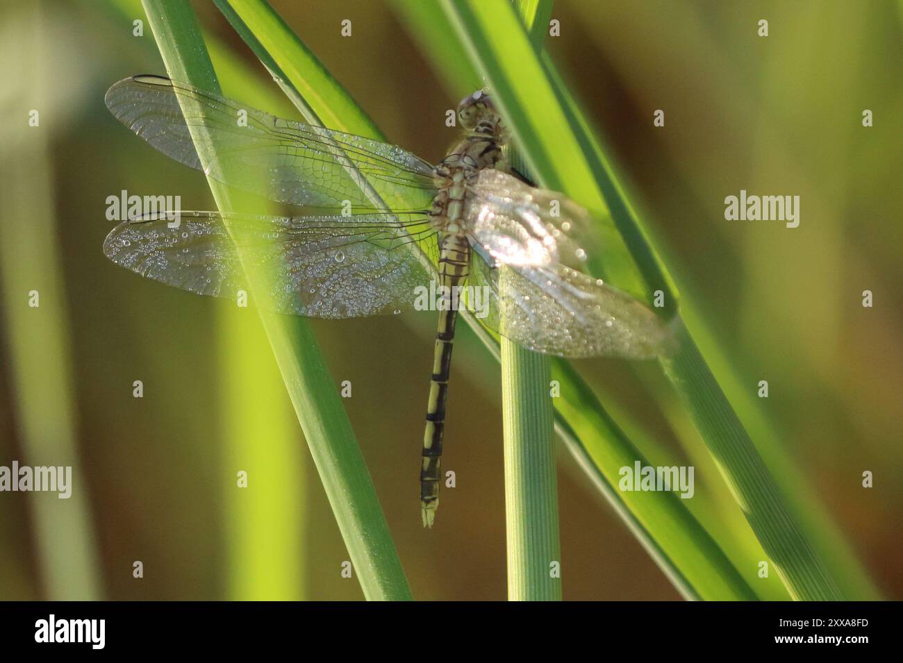 Blue Skimmer (Orthetrum caledonicum) Insecta Stock Photo - Alamy