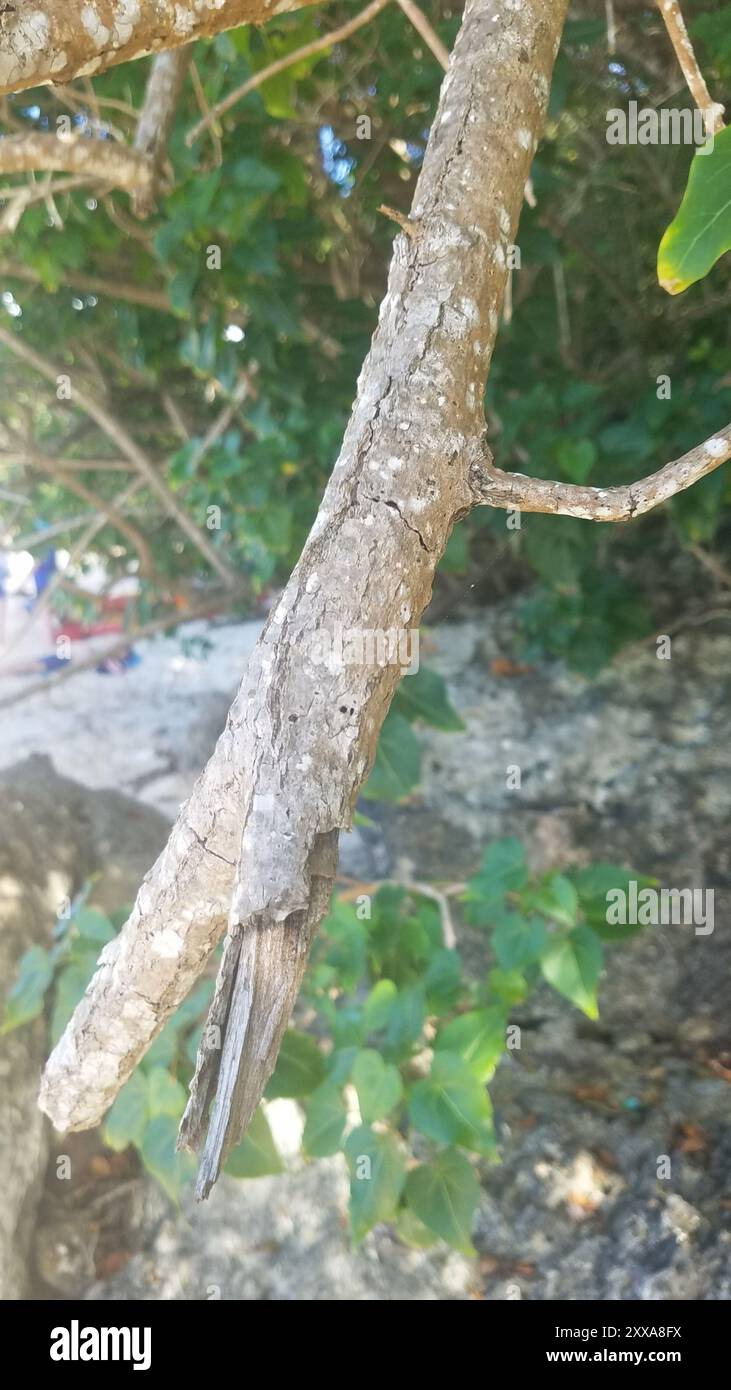 Portia tree (Thespesia populnea) Plantae Stock Photo - Alamy
