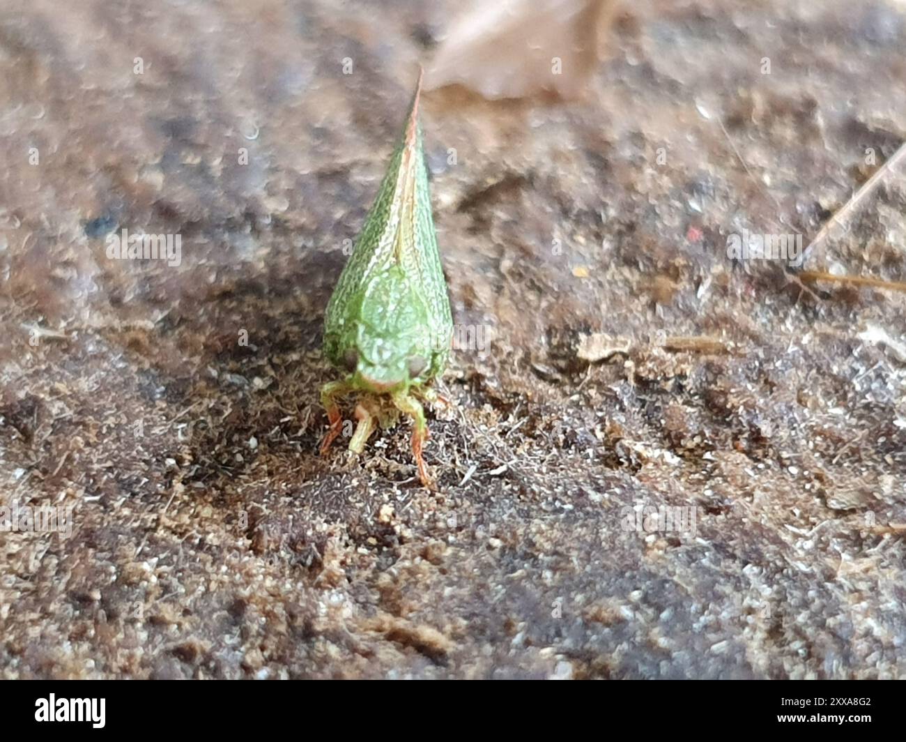 Torpedo Bug (Siphanta acuta) Insecta Stock Photo - Alamy