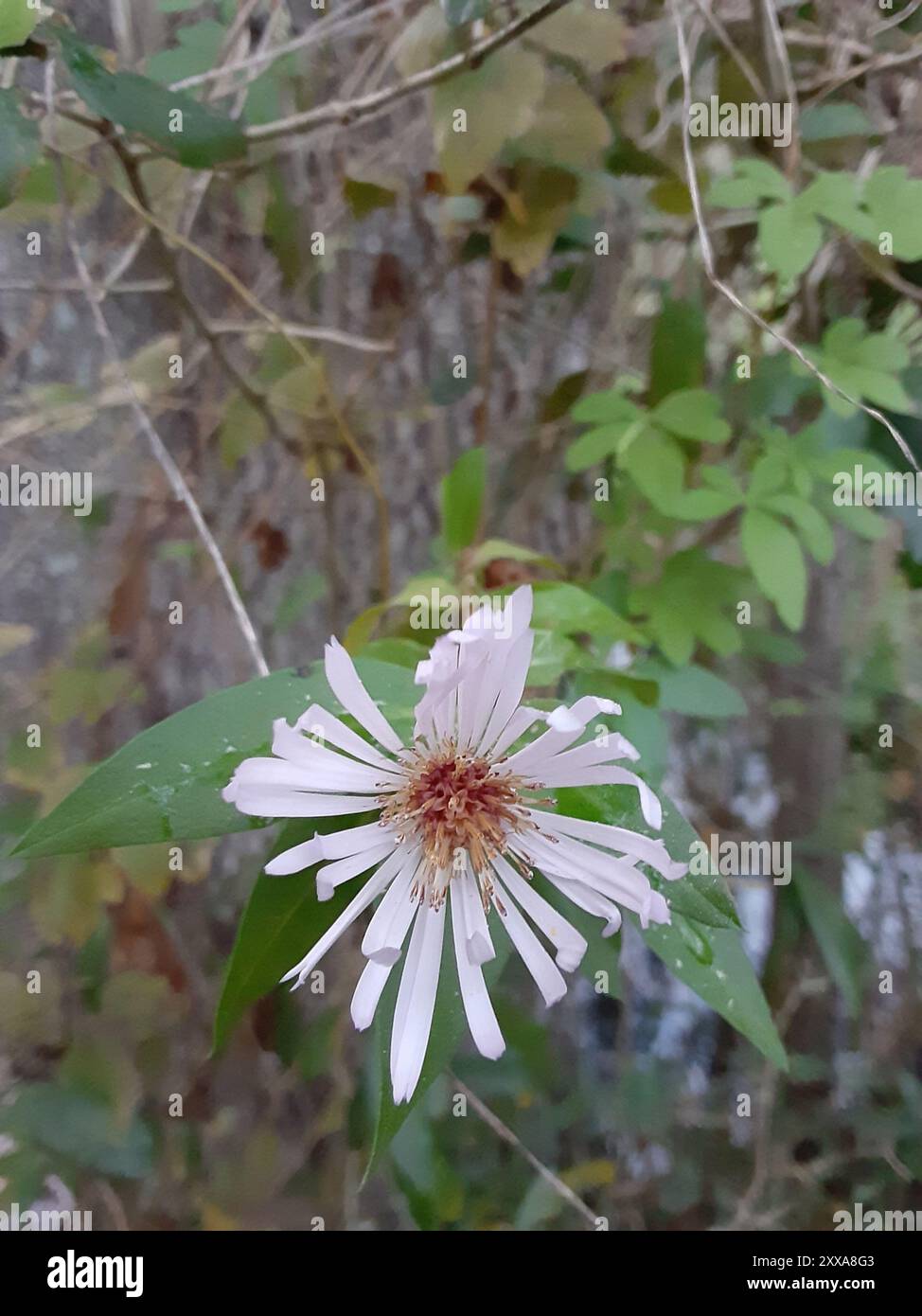 Climbing Aster (Ampelaster carolinianus) Plantae Stock Photo - Alamy