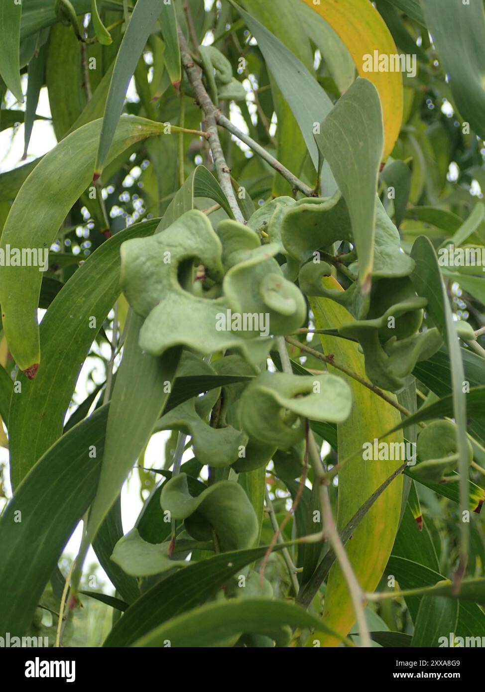 Earpod Wattle (Acacia auriculiformis) Plantae Stock Photo - Alamy