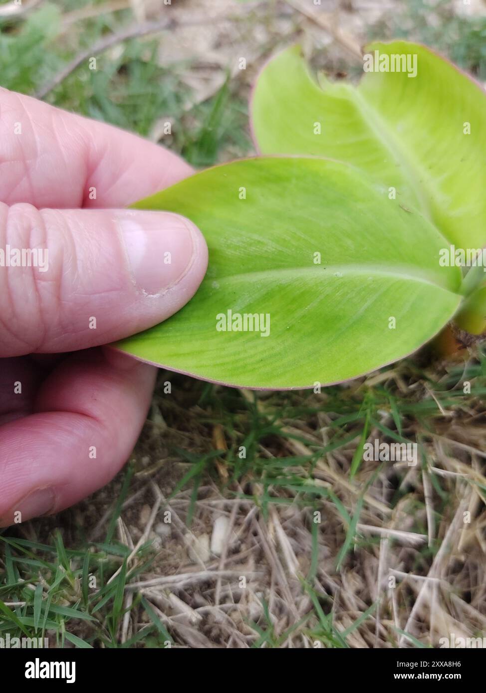 Indian shot (Canna indica) Plantae Stock Photo - Alamy