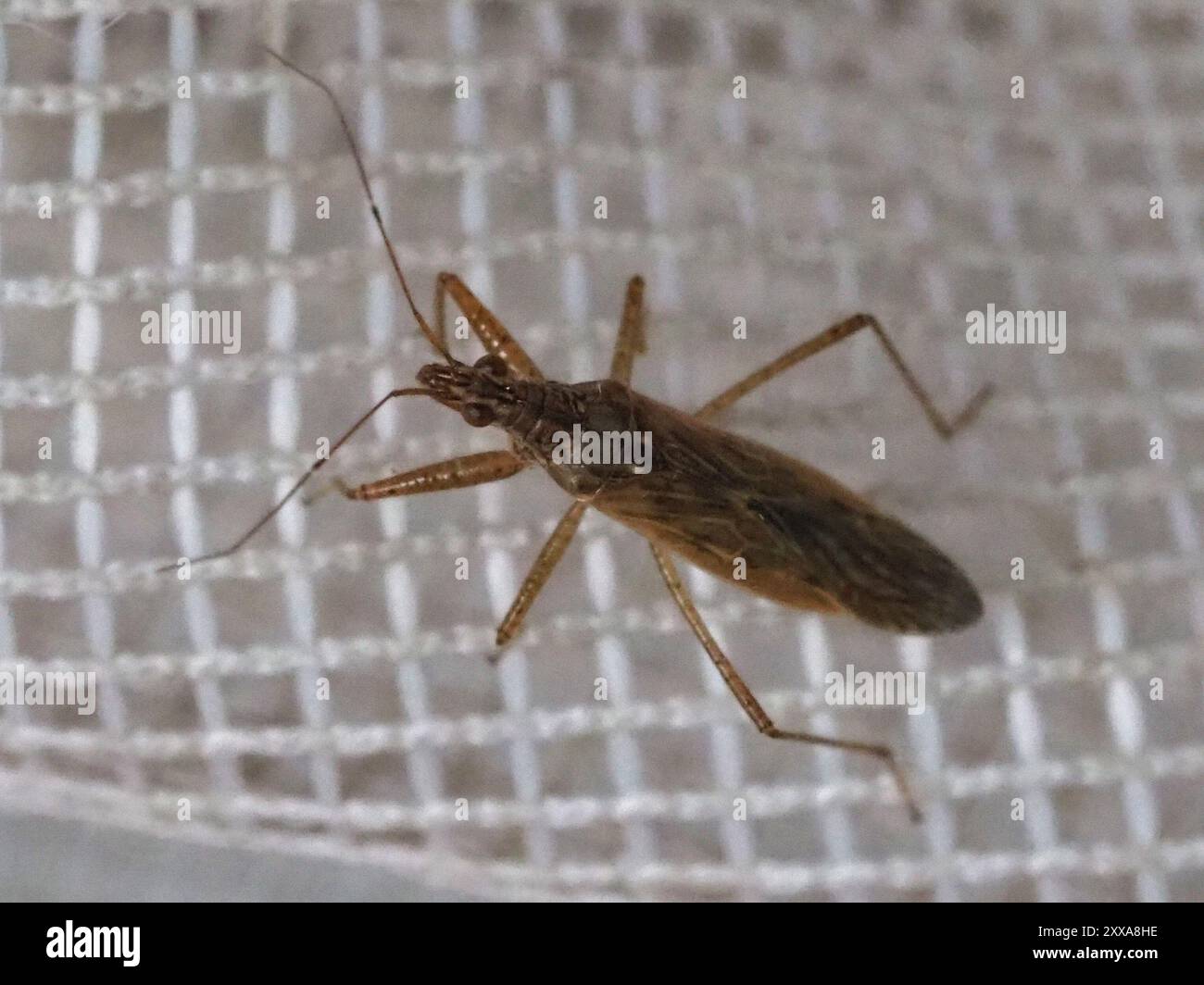 (Nabis consimilis) Insecta Stock Photo - Alamy