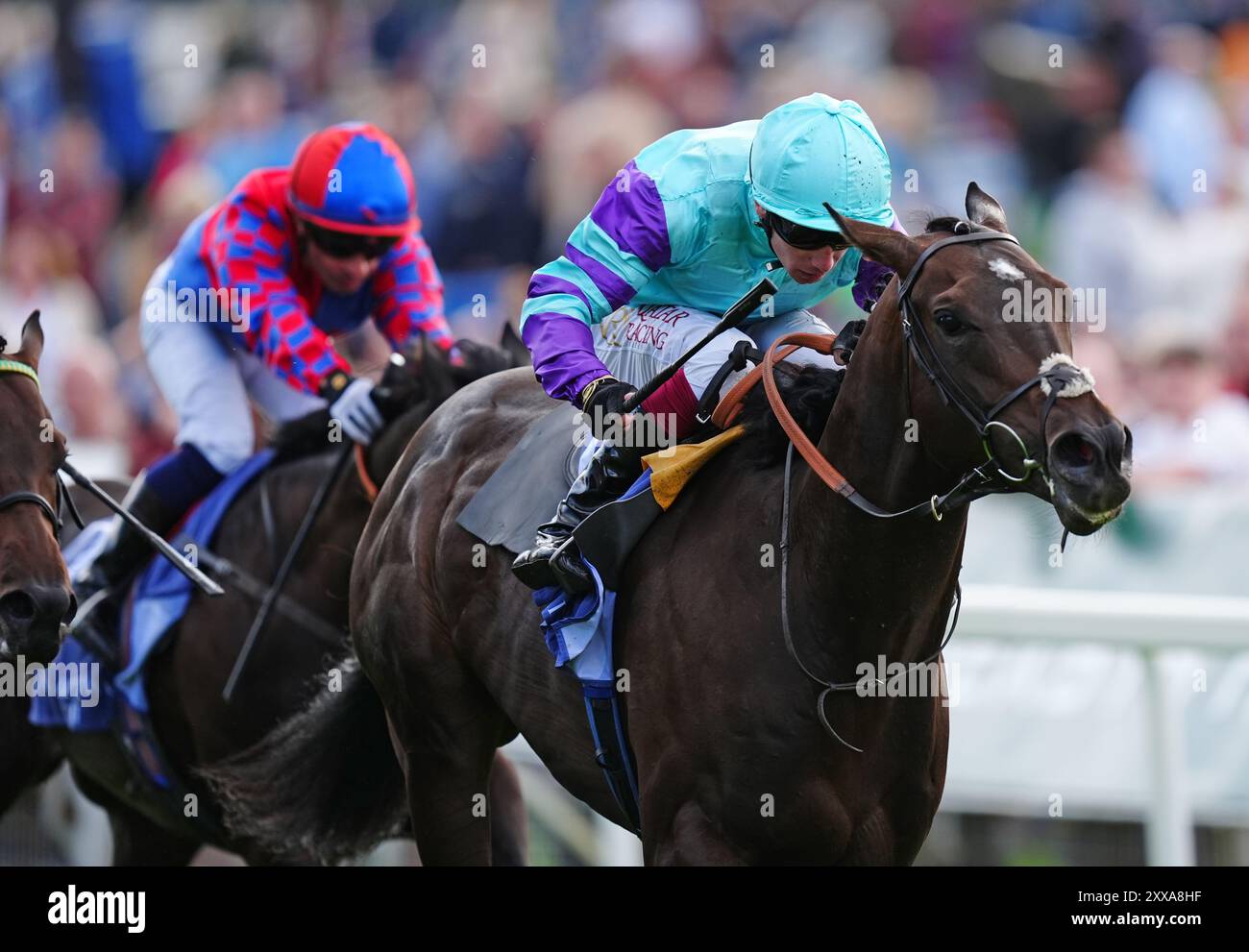 Cool hoof luke horse hi-res stock photography and images - Alamy