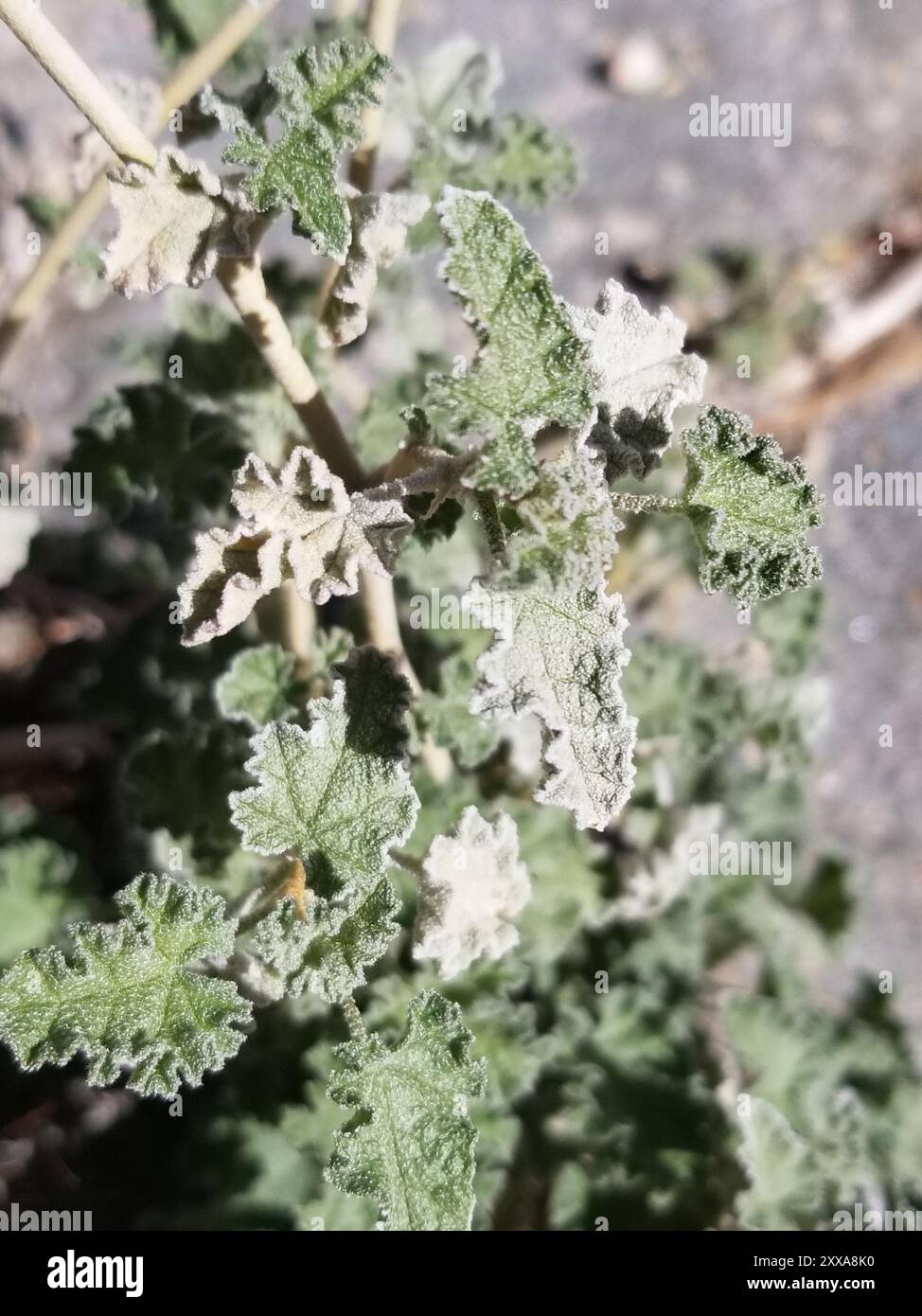 apricot mallow (Sphaeralcea ambigua) Plantae Stock Photo - Alamy