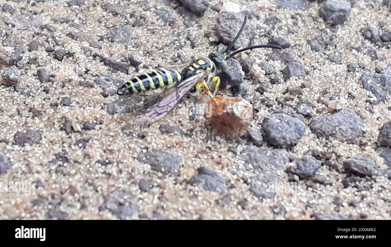 Thynnid Flower Wasps (Thynnidae) Insecta Stock Photo - Alamy