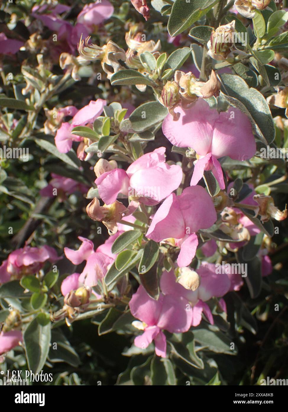 Water blossom pea (Podalyria calyptrata) Plantae Stock Photo - Alamy