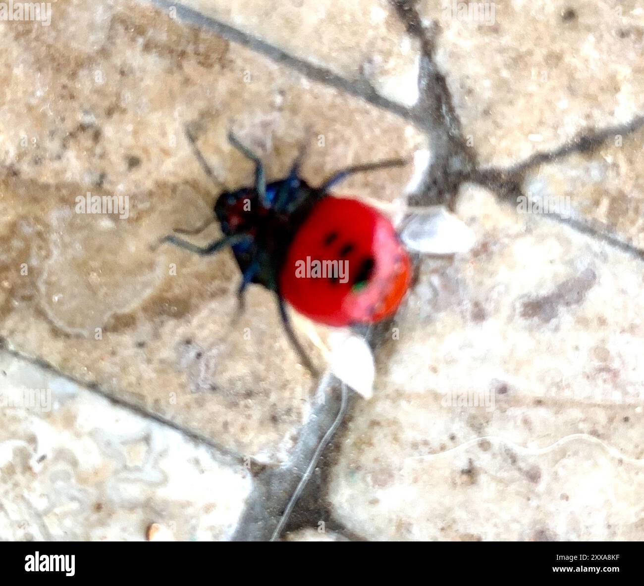 Red Jewel Bug (Choerocoris paganus) Insecta Stock Photo - Alamy