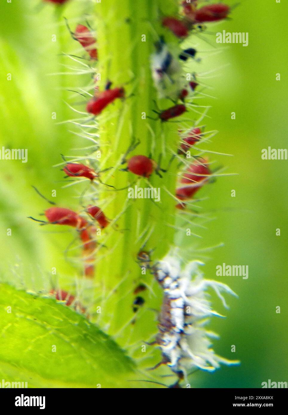 Mealybug Destroyer (Cryptolaemus montrouzieri) Insecta Stock Photo - Alamy