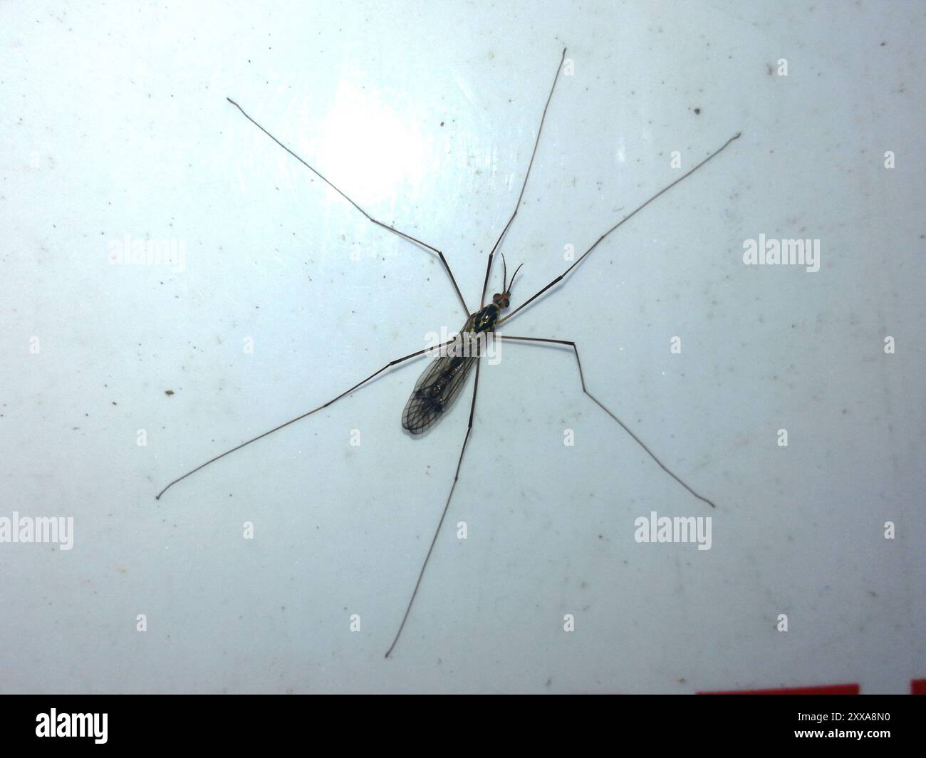Typical Crane Flies (Tipuloidea) Insecta Stock Photo - Alamy