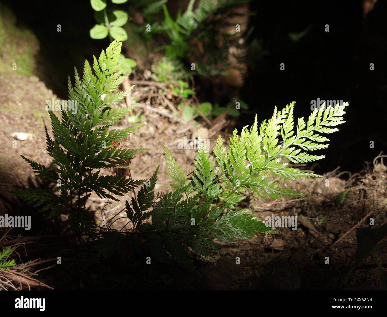 western black spleenwort (Asplenium onopteris) Plantae Stock Photo - Alamy