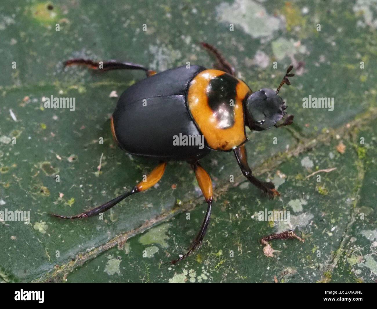 Dung Rollers (Canthon) Insecta Stock Photo - Alamy