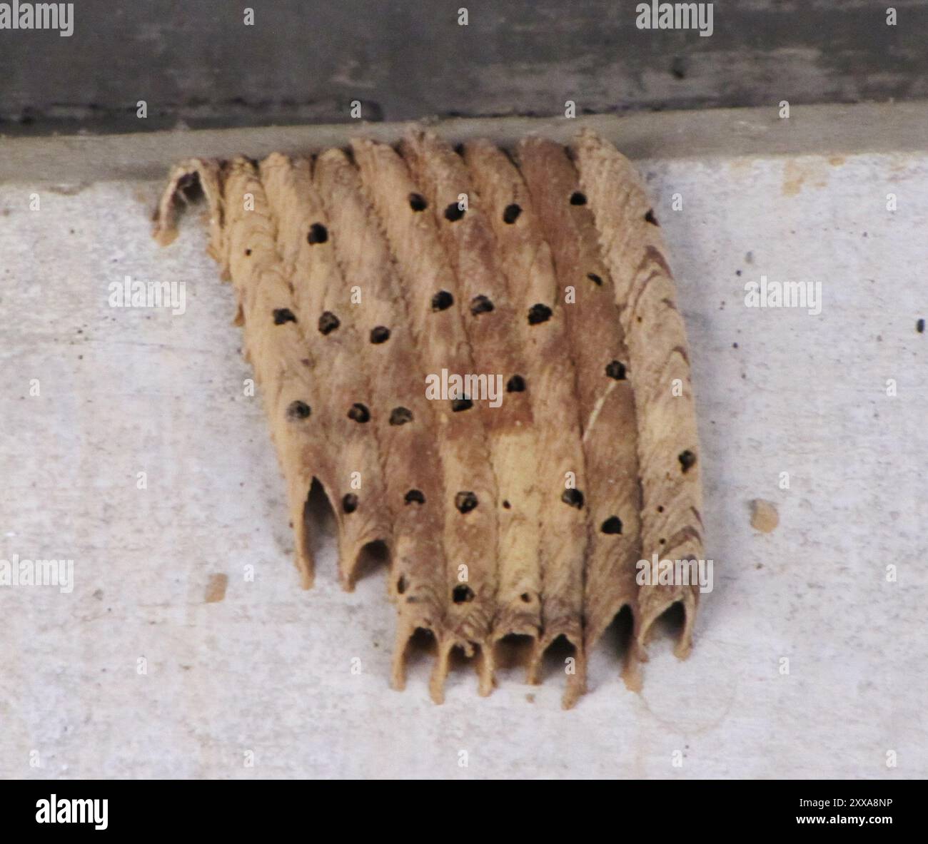 Organ-pipe Mud-dauber Wasp (Trypoxylon politum) Insecta Stock Photo - Alamy