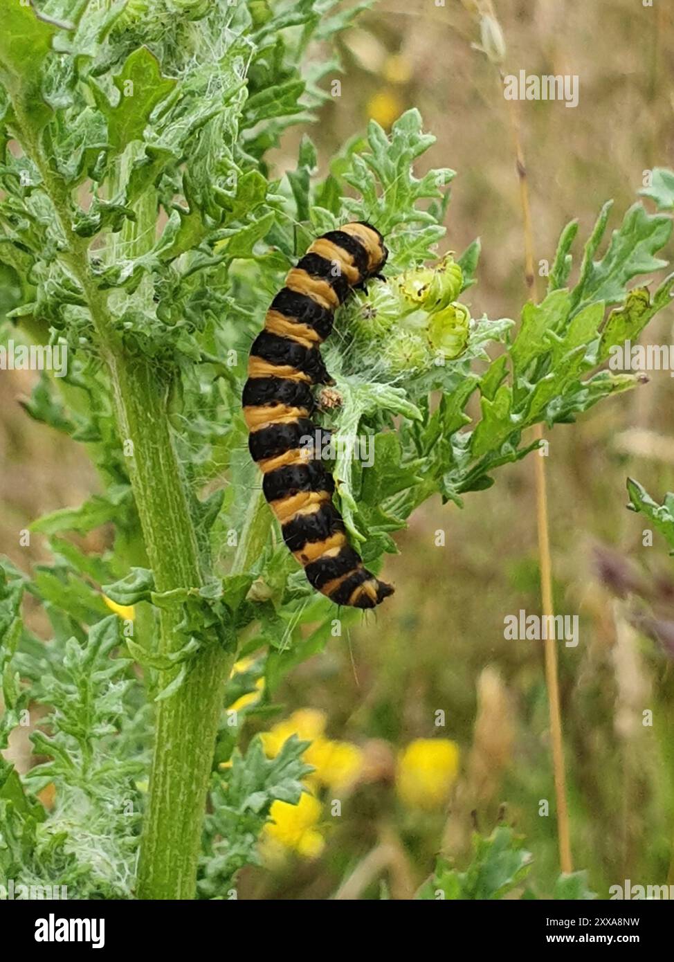 Cinnabar moth (Tyria jacobaeae) Insecta Stock Photo - Alamy