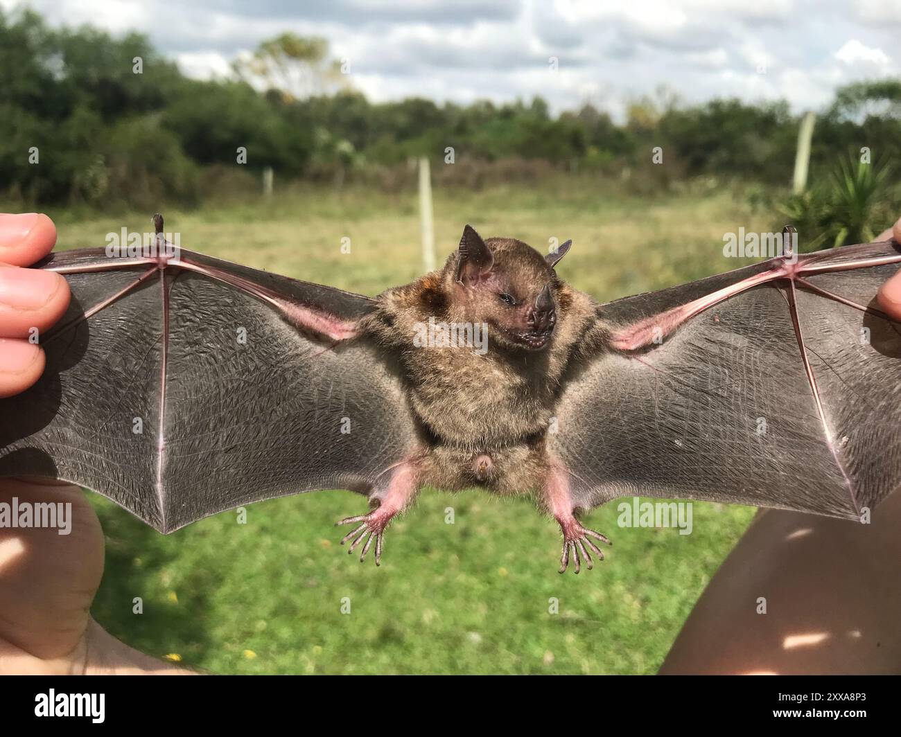 Little Yellow-shouldered Bat (Sturnira lilium) Mammalia Stock Photo - Alamy