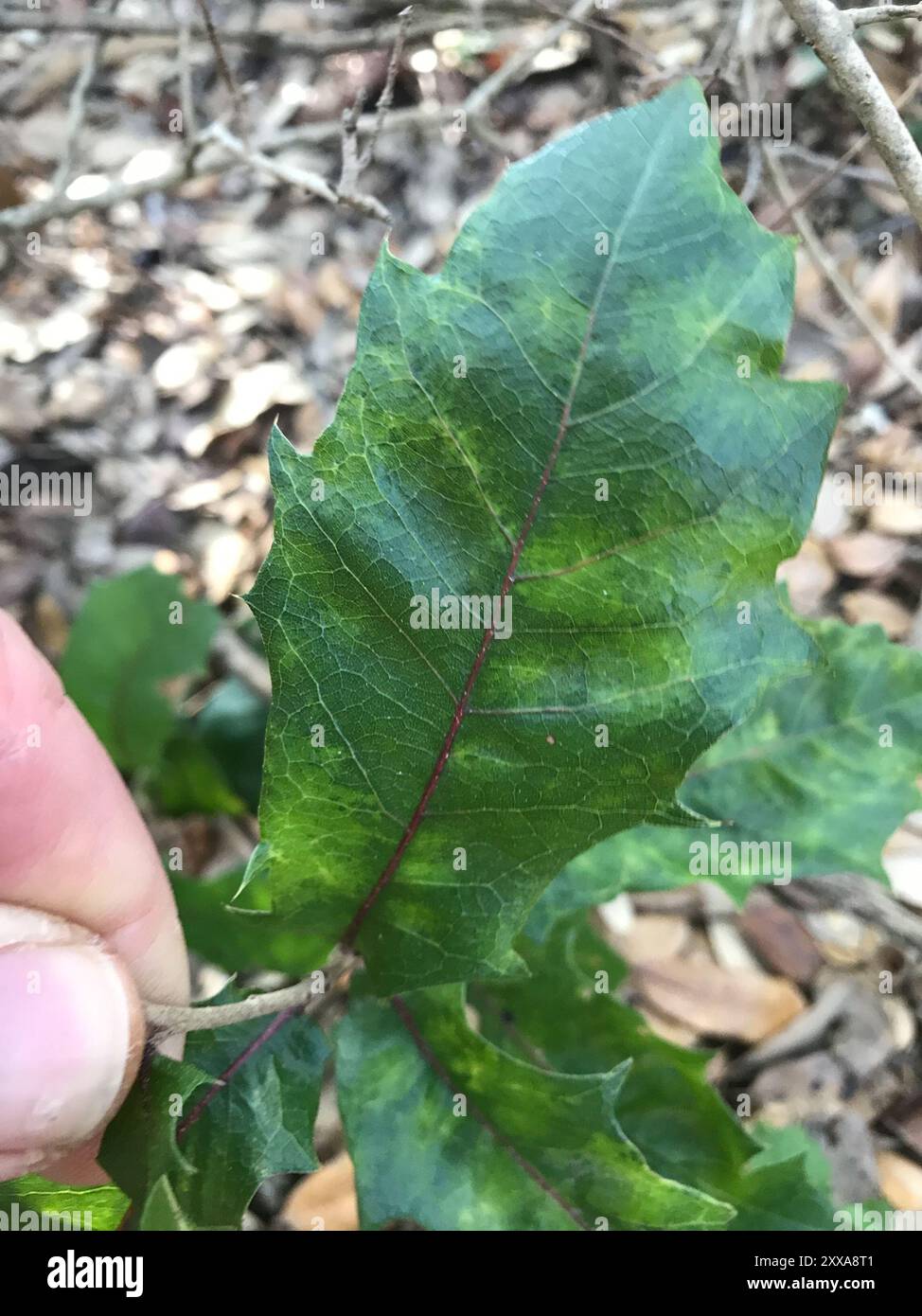 Texas live oak (Quercus fusiformis) Plantae Stock Photo - Alamy