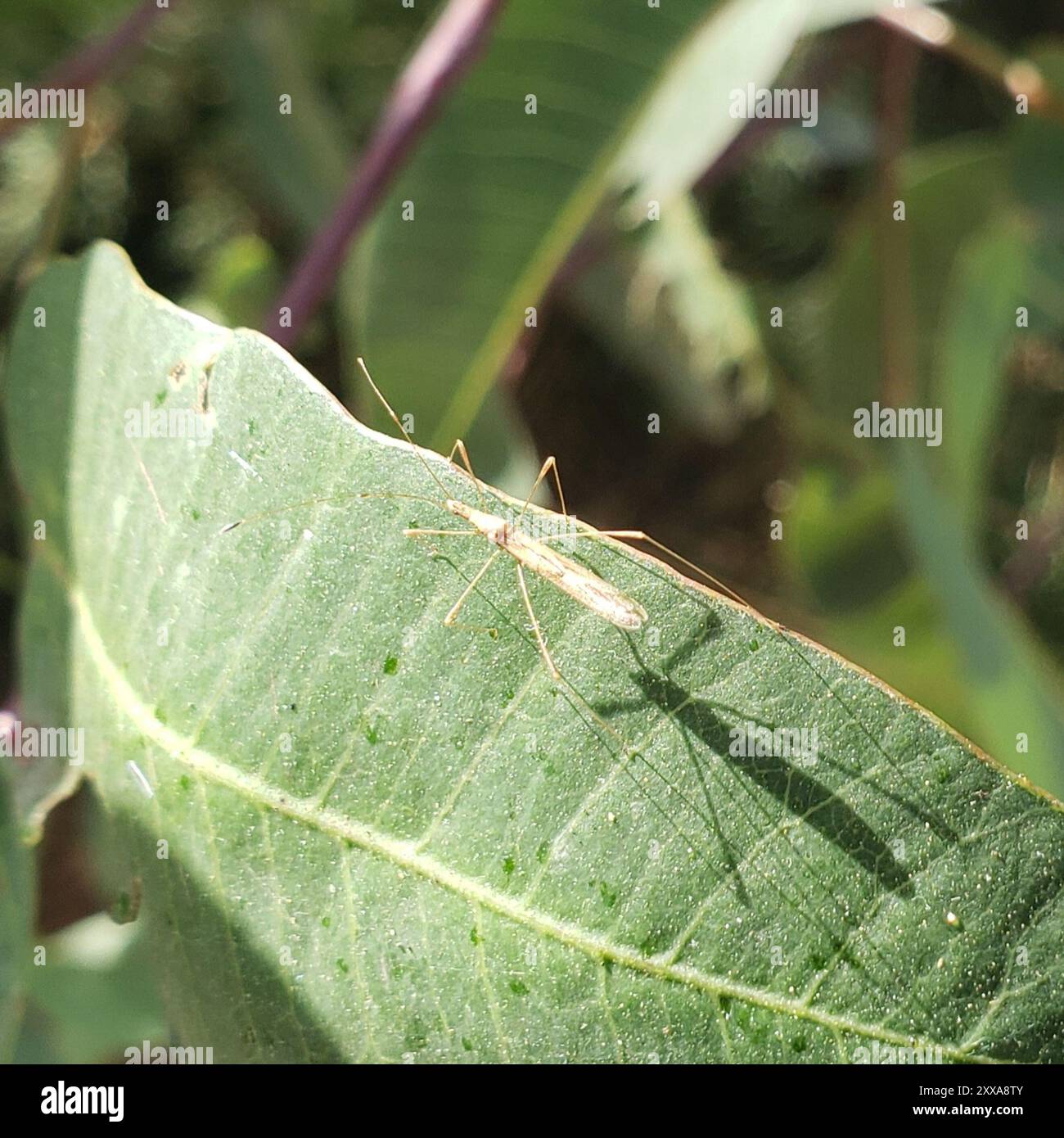 Stilt Bugs (Berytidae) Insecta Stock Photo - Alamy