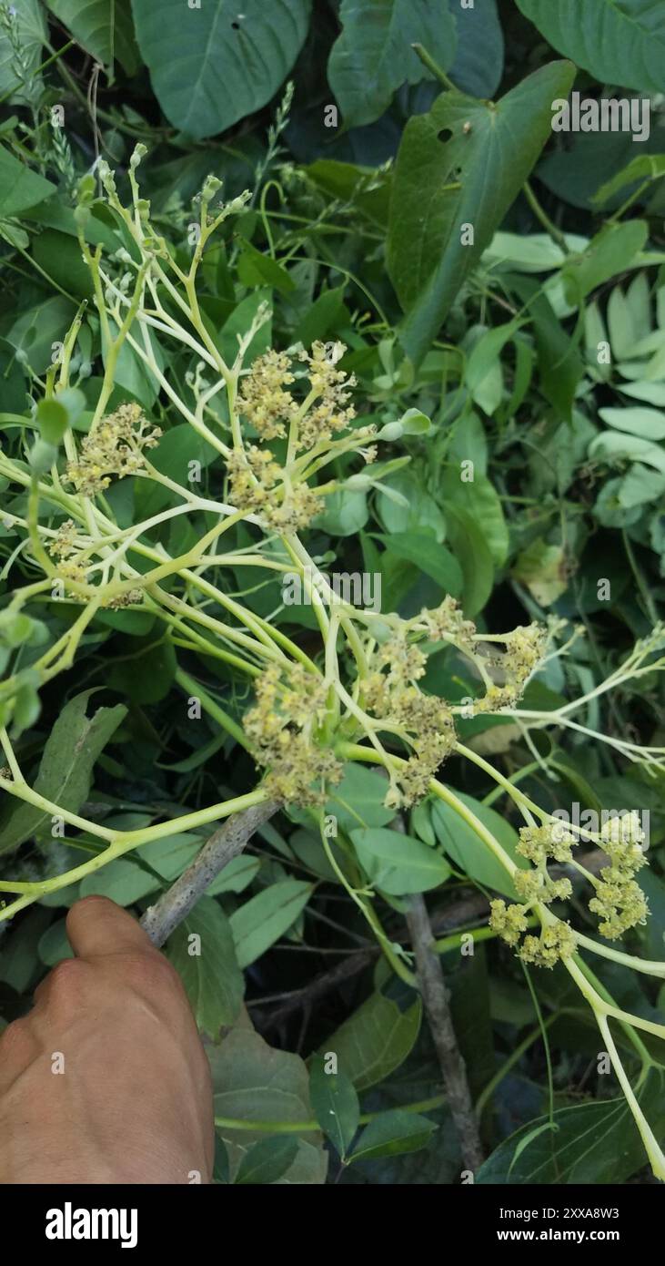 Propeller Tree (Gyrocarpus americanus) Plantae Stock Photo - Alamy