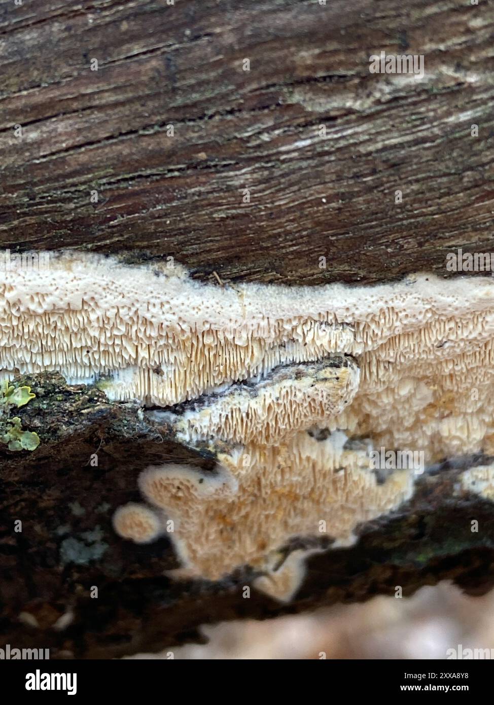Milk-white Toothed Polypore (Irpex lacteus) Fungi Stock Photo - Alamy