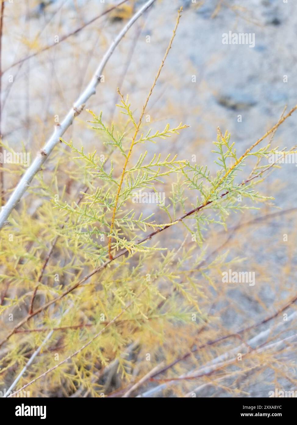 saltcedar (Tamarix ramosissima) Plantae Stock Photo - Alamy