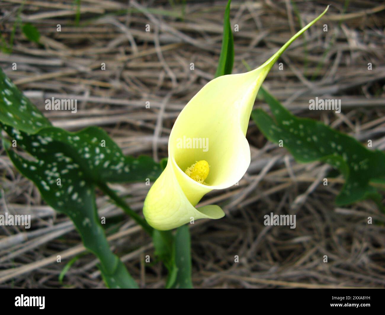 Spotted Calla Lily (Zantedeschia albomaculata) Plantae Stock Photo - Alamy