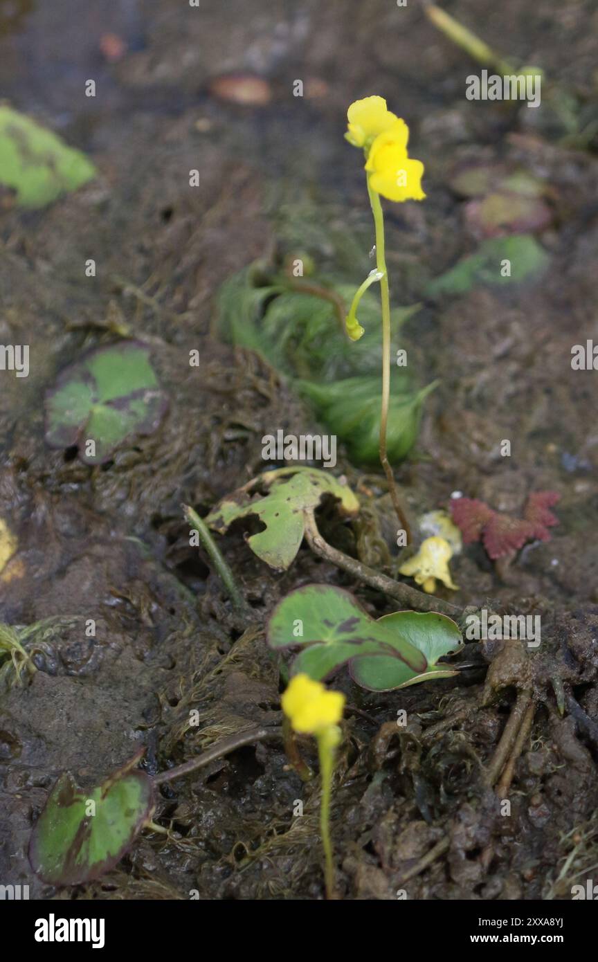 Golden Bladderwort (Utricularia aurea) Plantae Stock Photo - Alamy