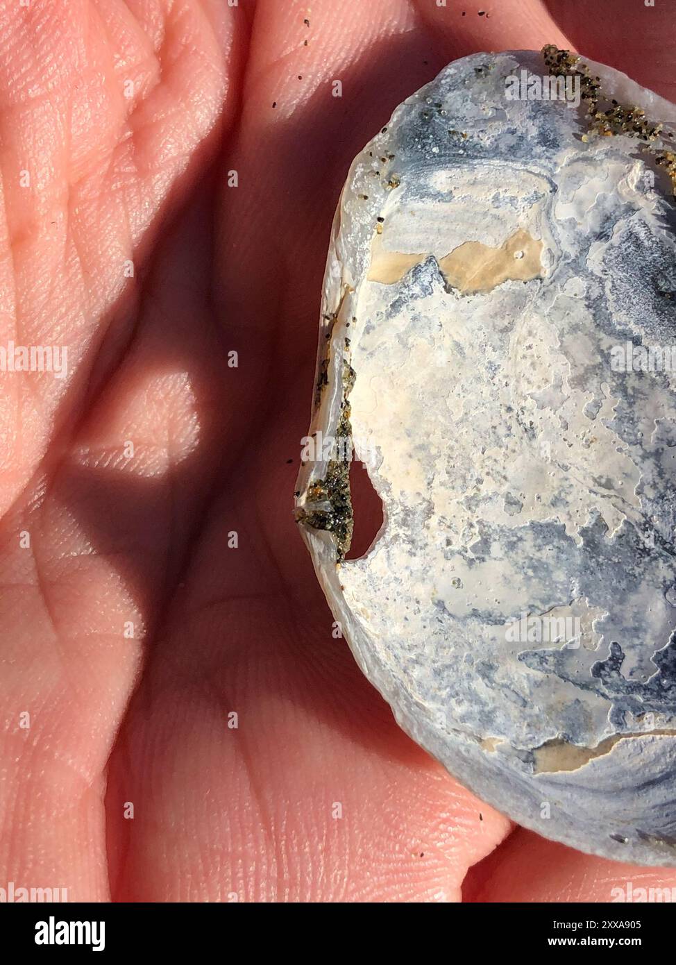 Bent-nosed Clam (Macoma nasuta) Mollusca Stock Photo - Alamy