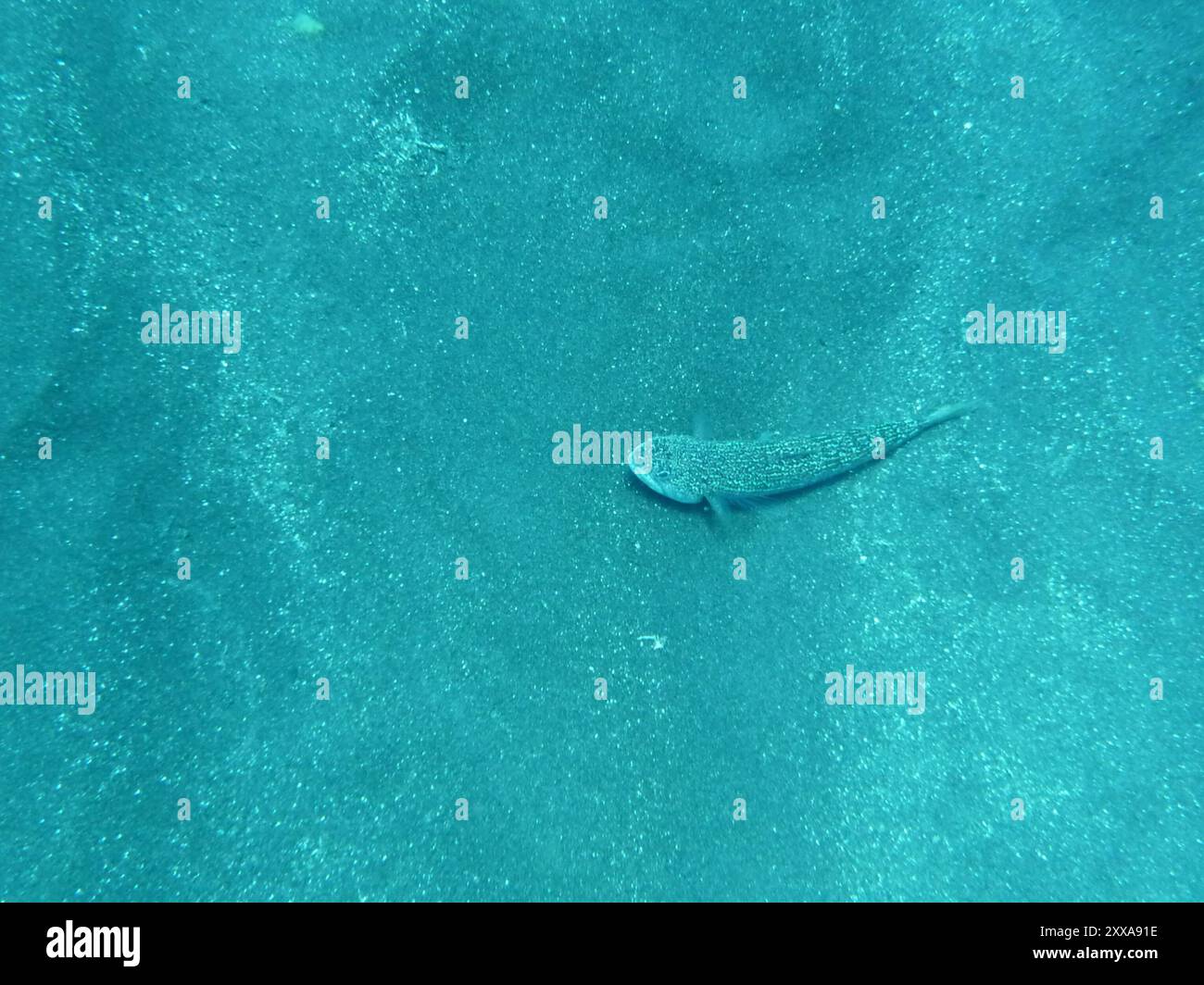 Atlantic Lizardfish (Synodus saurus) Actinopterygii Stock Photo - Alamy