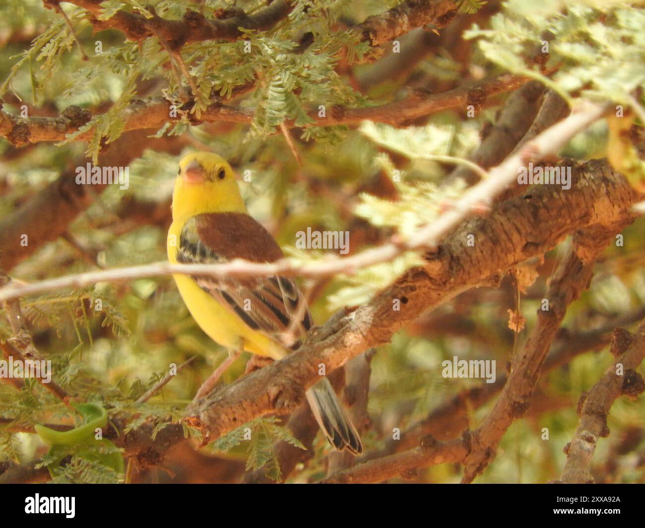 Passer luteus hi-res stock photography and images - Alamy