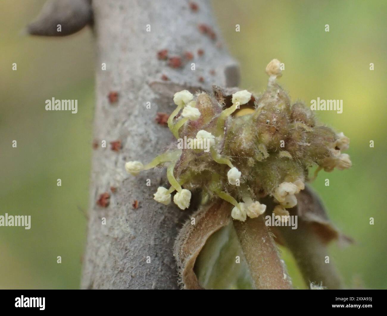 Paper mulberry (Broussonetia papyrifera) Plantae Stock Photo - Alamy