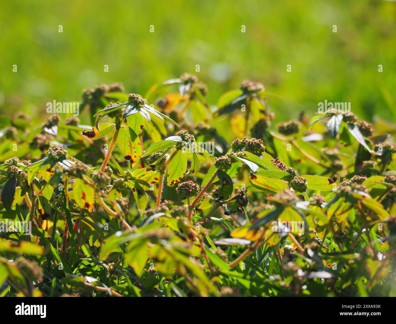 Asthma plant (Euphorbia hirta) Plantae Stock Photo - Alamy