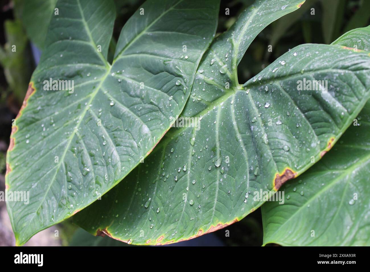 Arrowleaf Elephant's Ear (Xanthosoma sagittifolium) Plantae Stock Photo ...