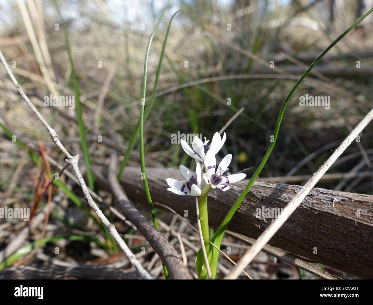 Early Nancy (Wurmbea dioica) Plantae Stock Photo - Alamy