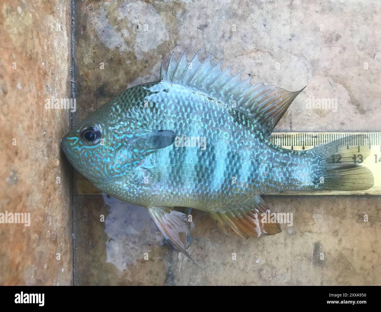 Longear Sunfish Complex (Lepomis megalotis) Actinopterygii Stock Photo ...