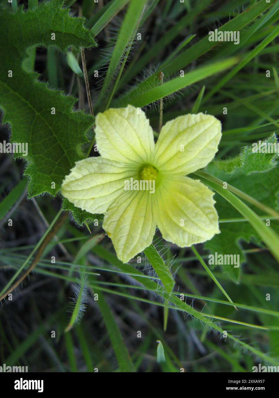 Hairy Wild Cucumber (Cucumis hirsutus) Plantae Stock Photo - Alamy