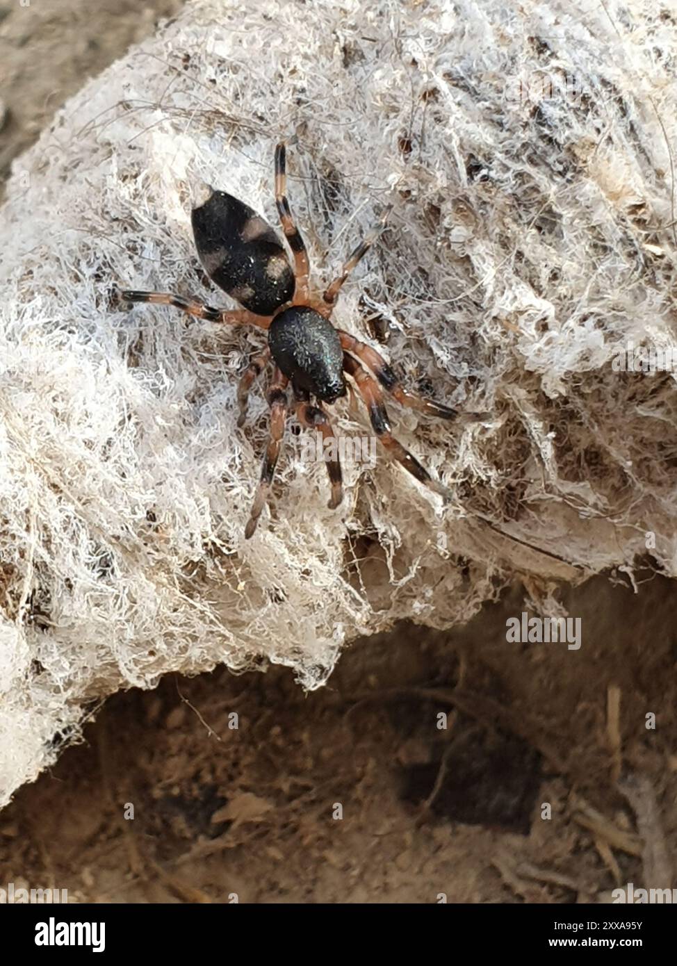 Eastern White-tail Spider (Lampona murina) Arachnida Stock Photo - Alamy