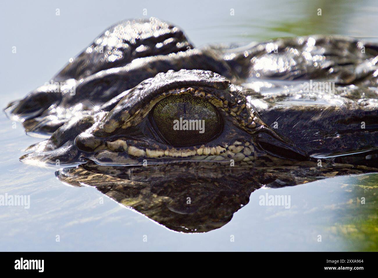 Alligator florida swamp hidden hi-res stock photography and images - Alamy