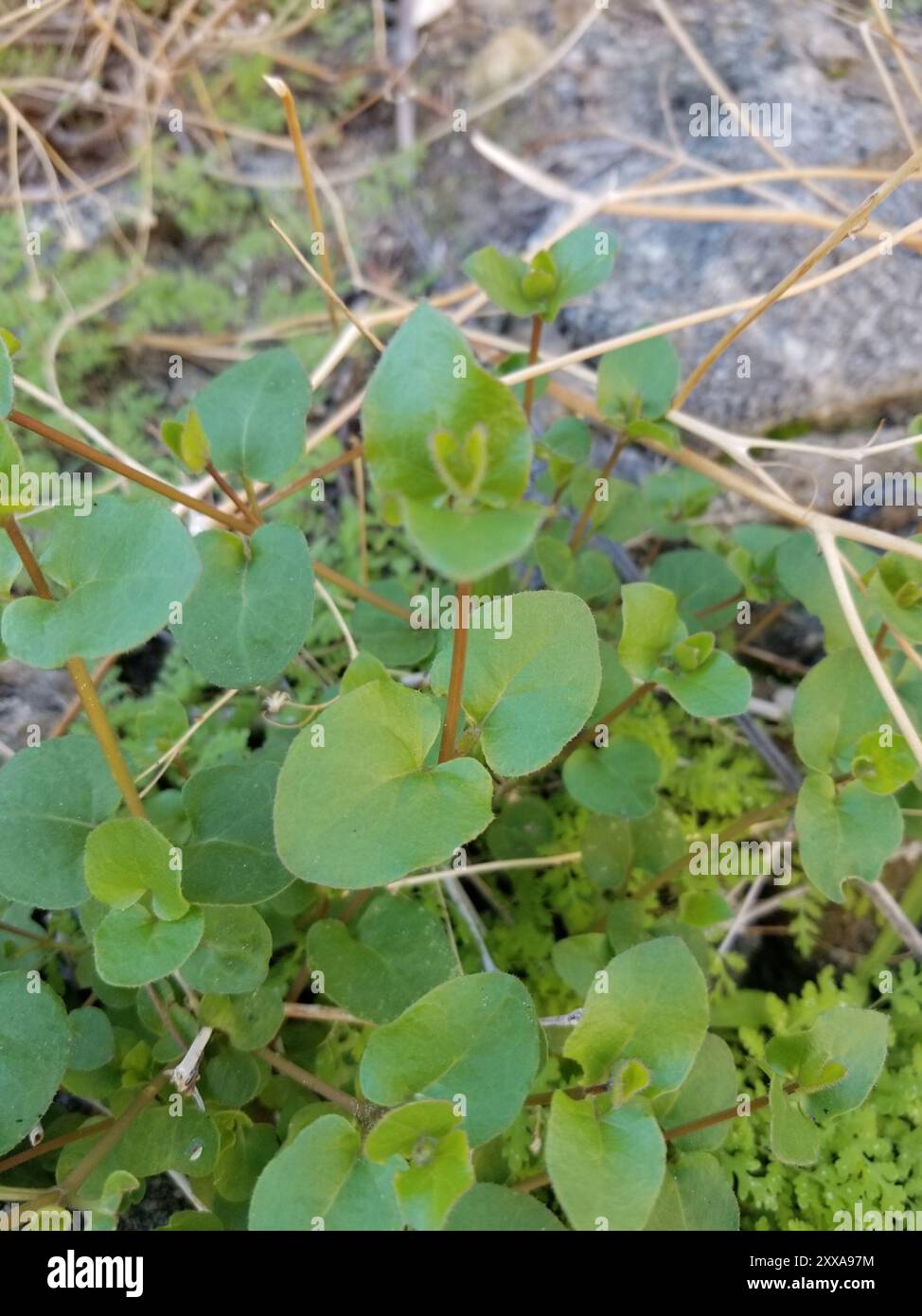 Wishbone Bush (Mirabilis laevis) Plantae Stock Photo - Alamy