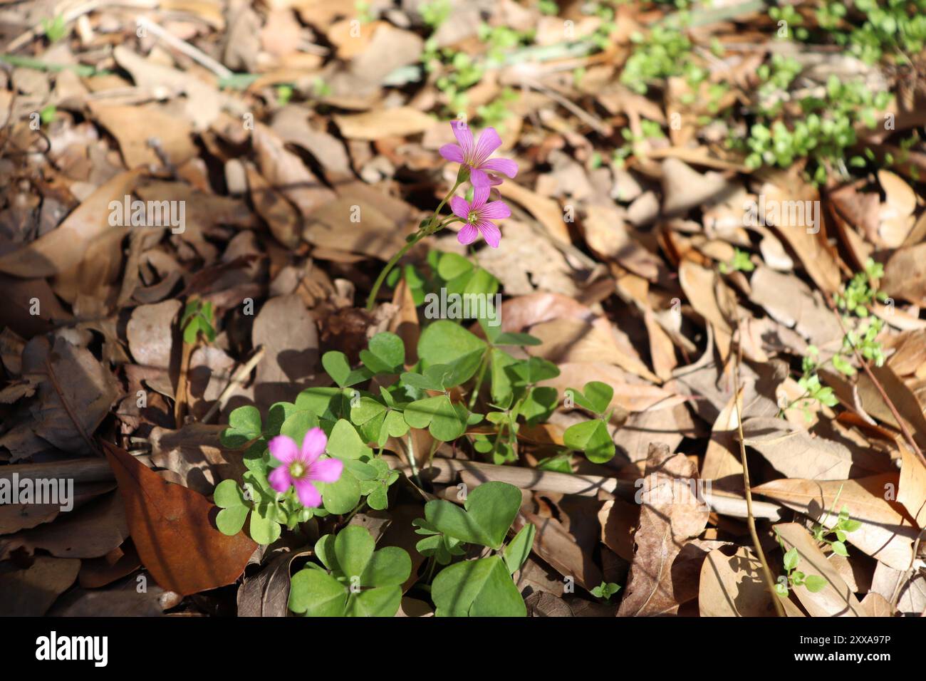 Largeflower pink-sorrel (Oxalis debilis) Plantae Stock Photo - Alamy
