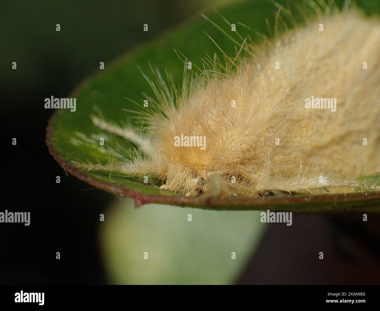 Taiwan yellow tussock moth (Euproctis taiwana) Insecta Stock Photo - Alamy