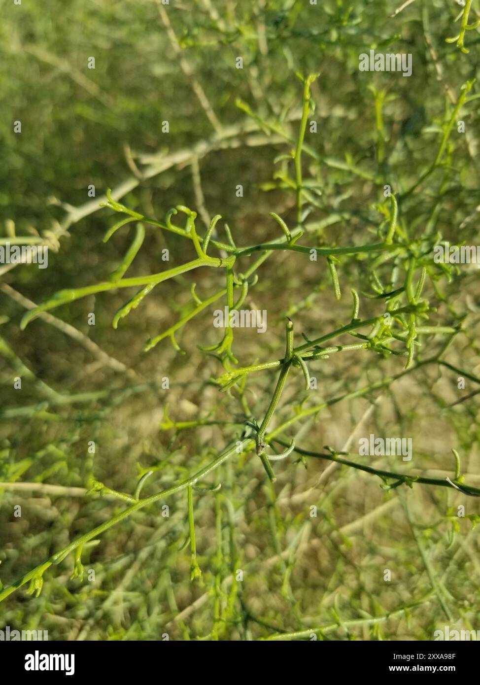 Cheesebush (Ambrosia salsola) Plantae Stock Photo - Alamy