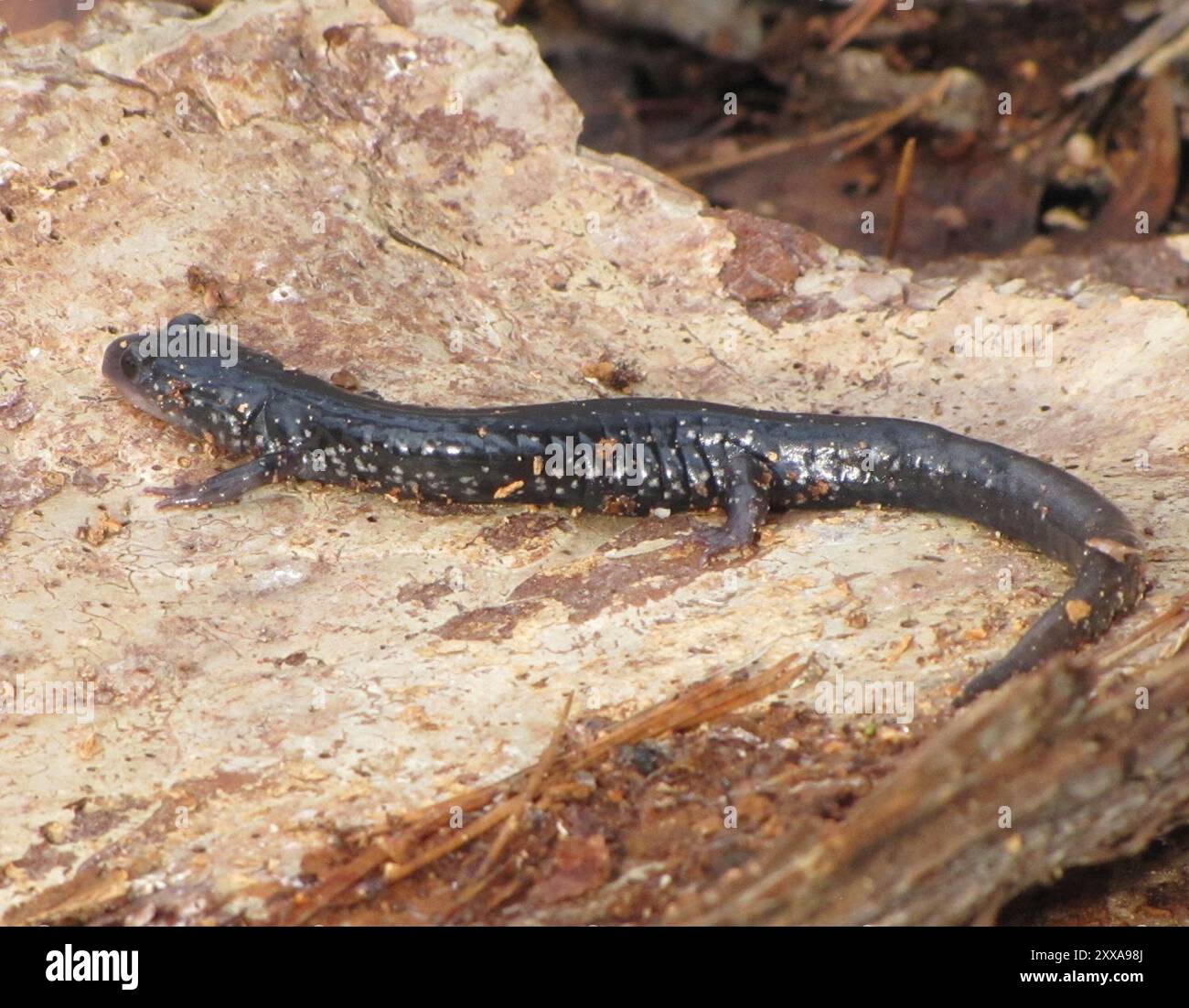 White-spotted Slimy Salamander (Plethodon cylindraceus) Amphibia Stock ...