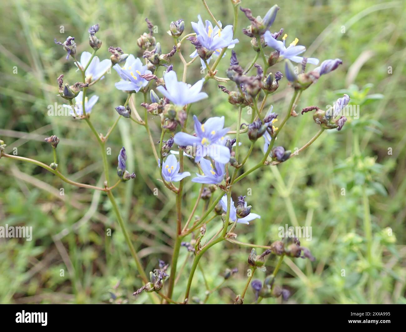 (Aristea angolensis) Plantae Stock Photo - Alamy