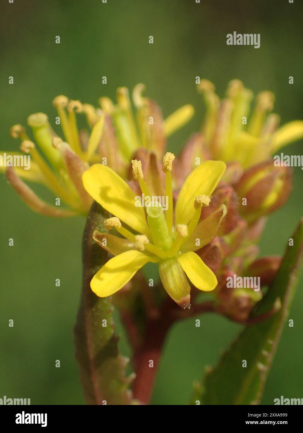 Diverse-leaf Yellowcress (Rorippa indica) Plantae Stock Photo - Alamy