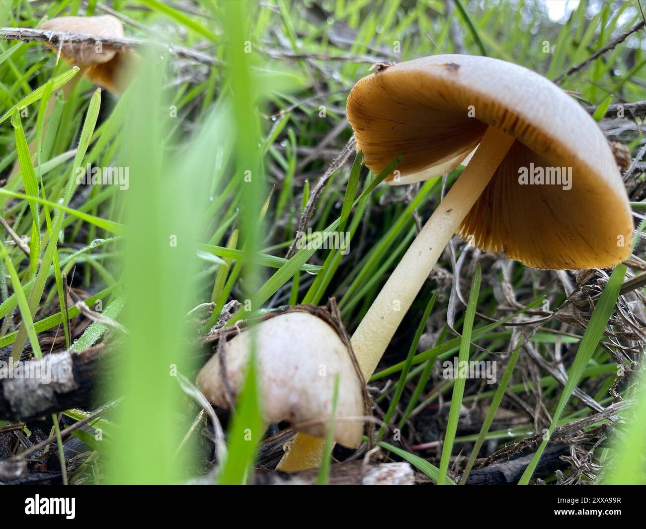 yellow fieldcap (Bolbitius titubans) Fungi Stock Photo - Alamy