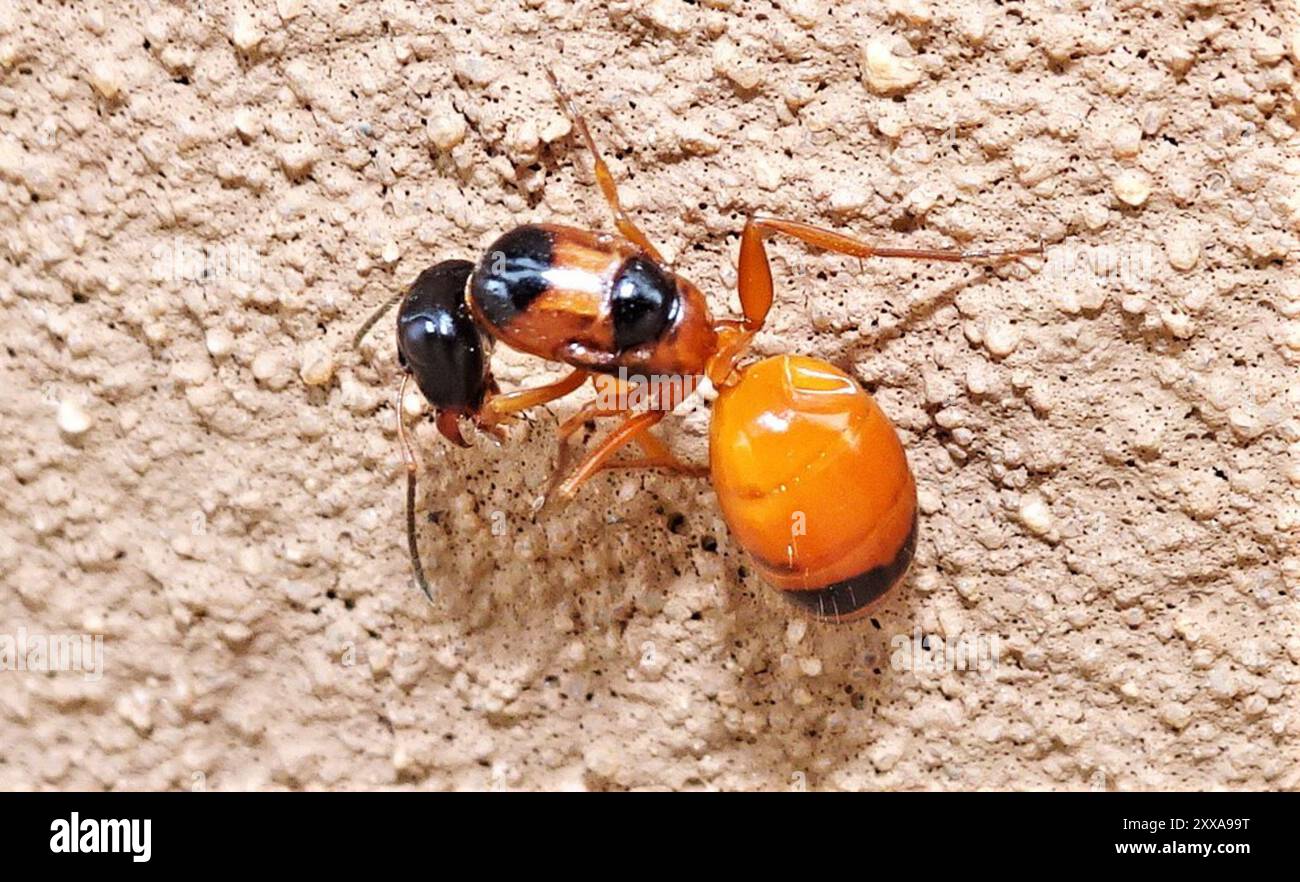 black-headed strobe ant (Opisthopsis rufithorax) Insecta Stock Photo ...