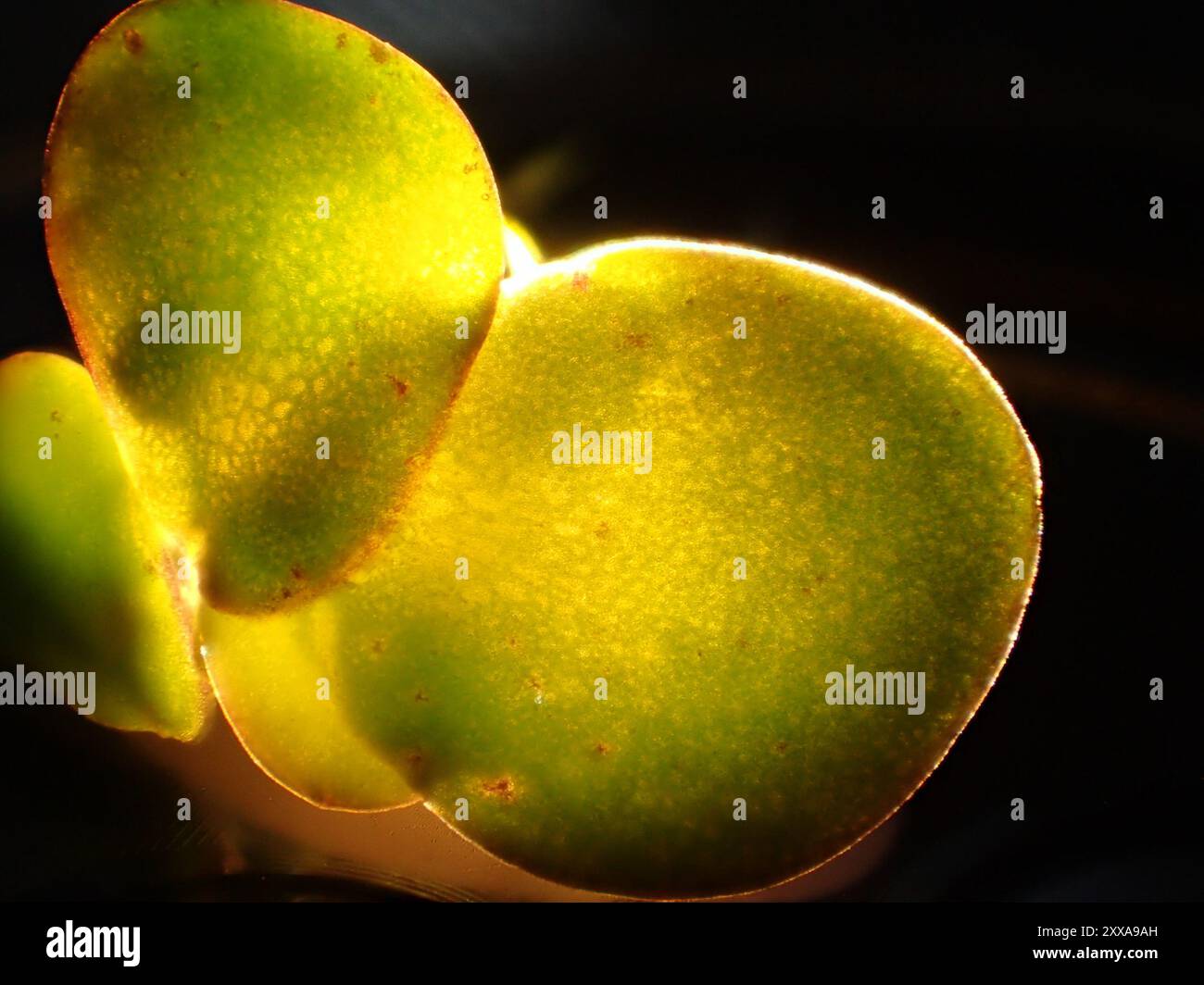 greater duckweed (Spirodela polyrhiza) Plantae Stock Photo - Alamy