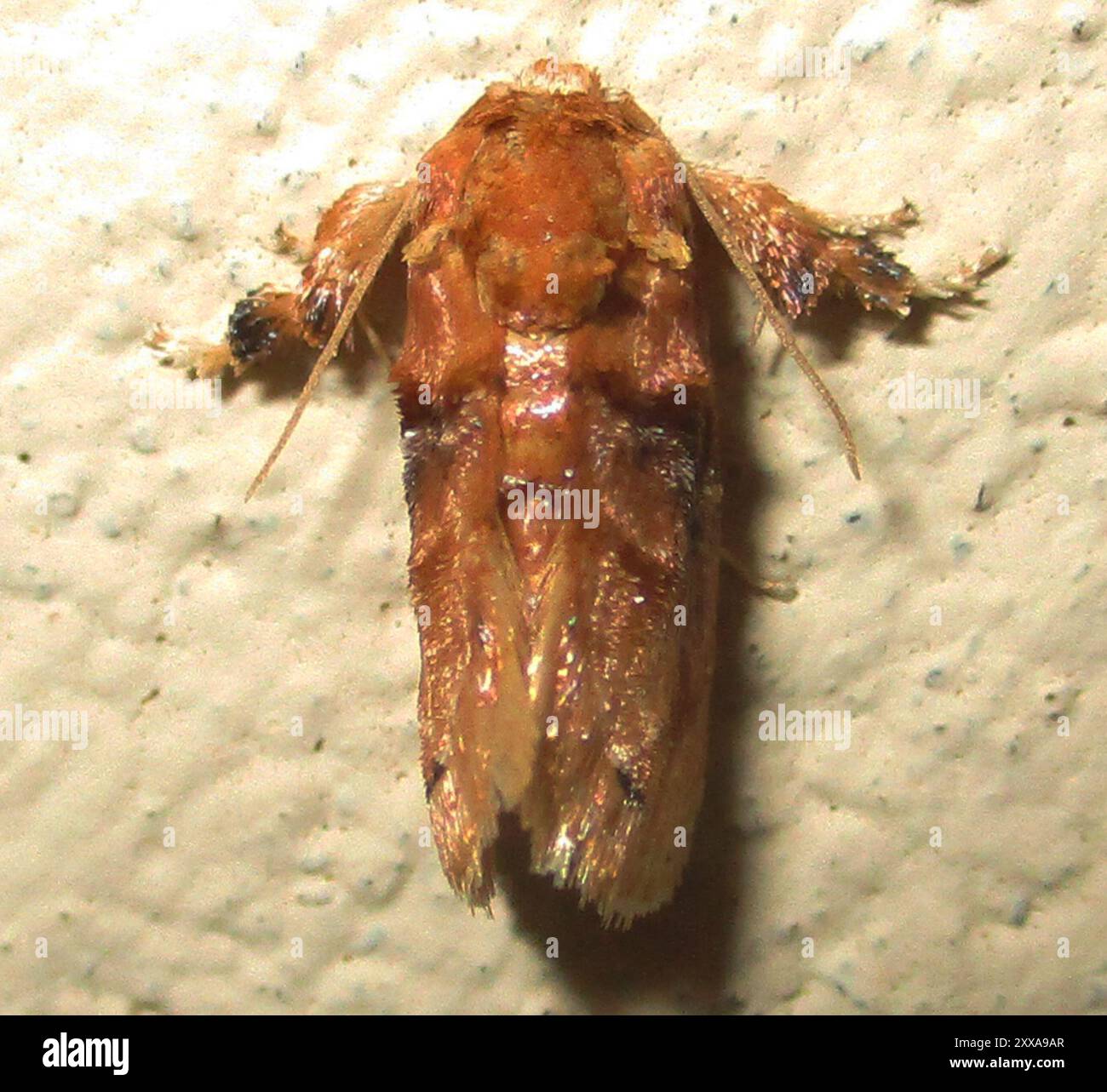 Satin Slug (Neogavara imitans) Insecta Stock Photo - Alamy