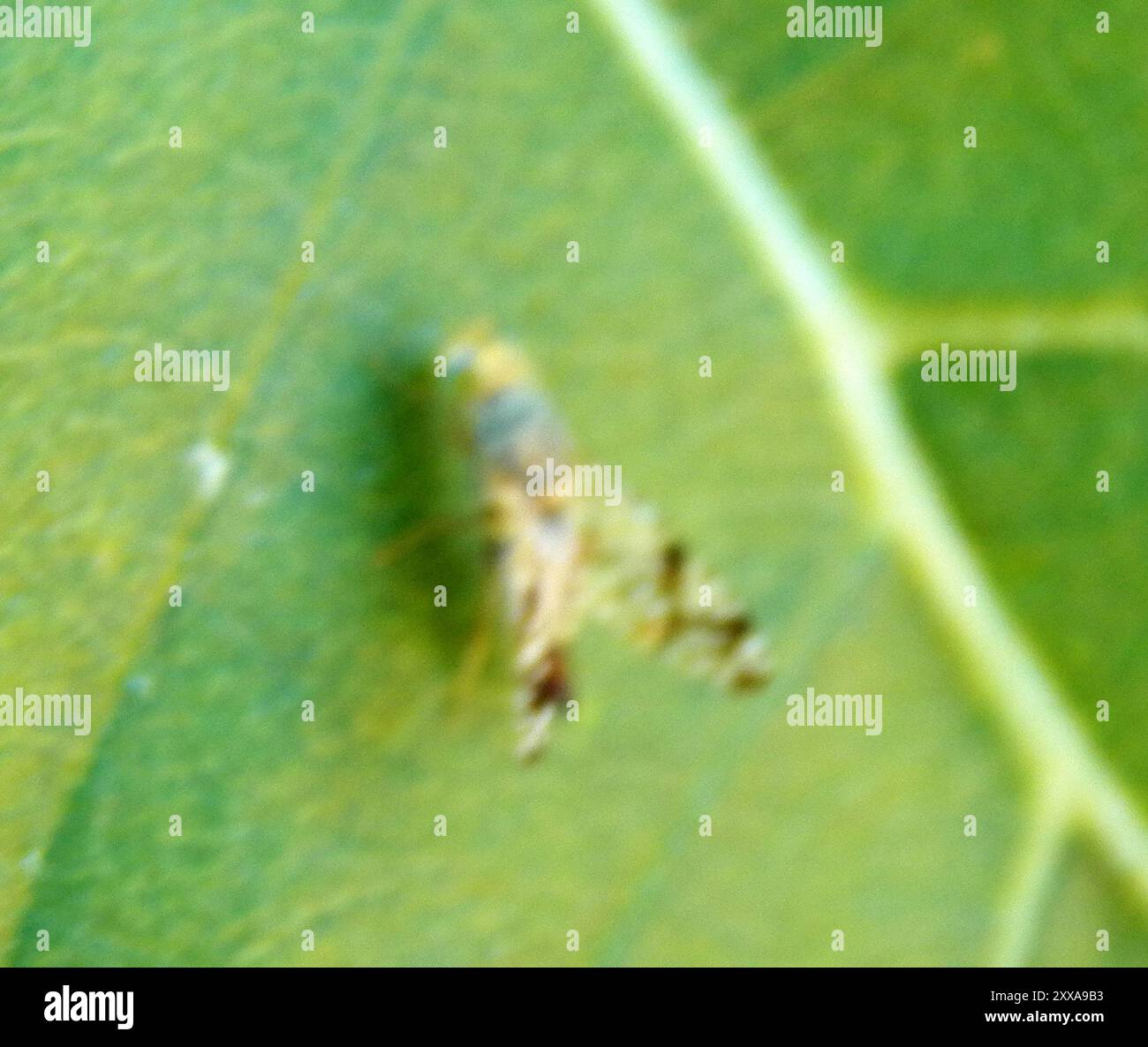 Sunflower Seed Maggot (Neotephritis finalis) Insecta Stock Photo - Alamy